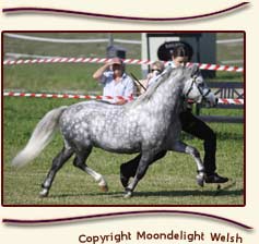 Moondelight Welsh